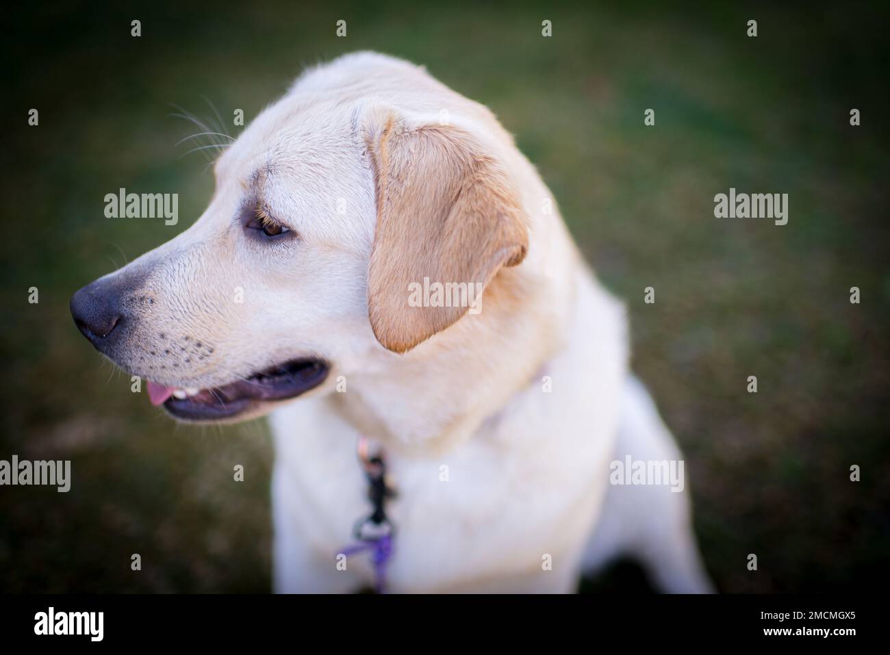 English labrador hi-res stock photography and images - Alamy