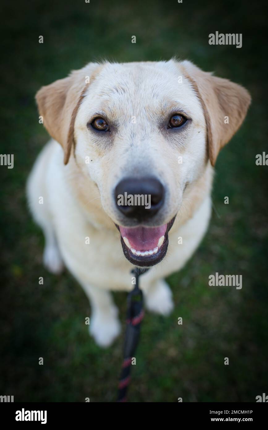 English labrador hi-res stock photography and images - Alamy