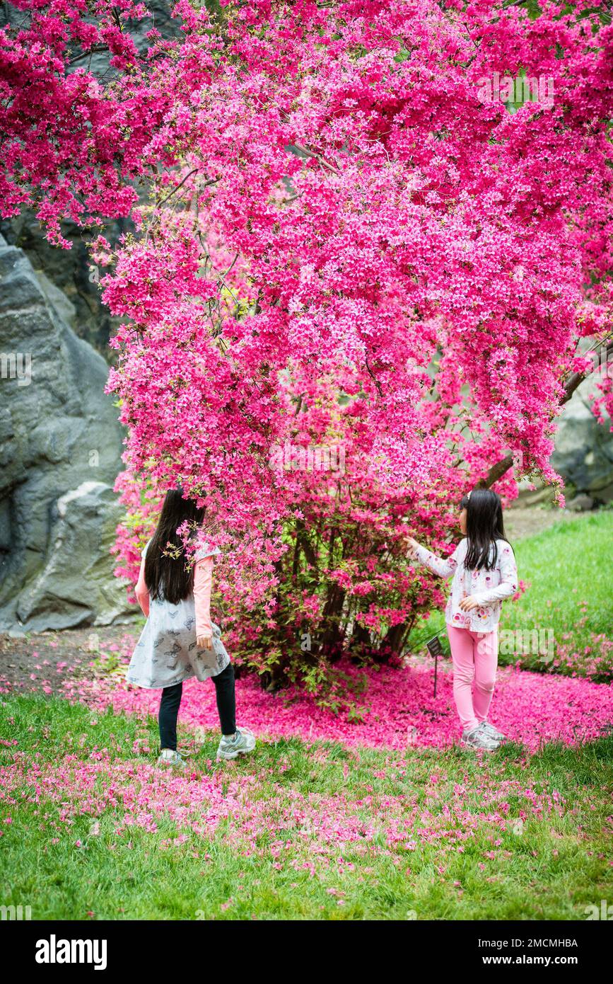 Bronx colors hi-res stock photography and images - Alamy