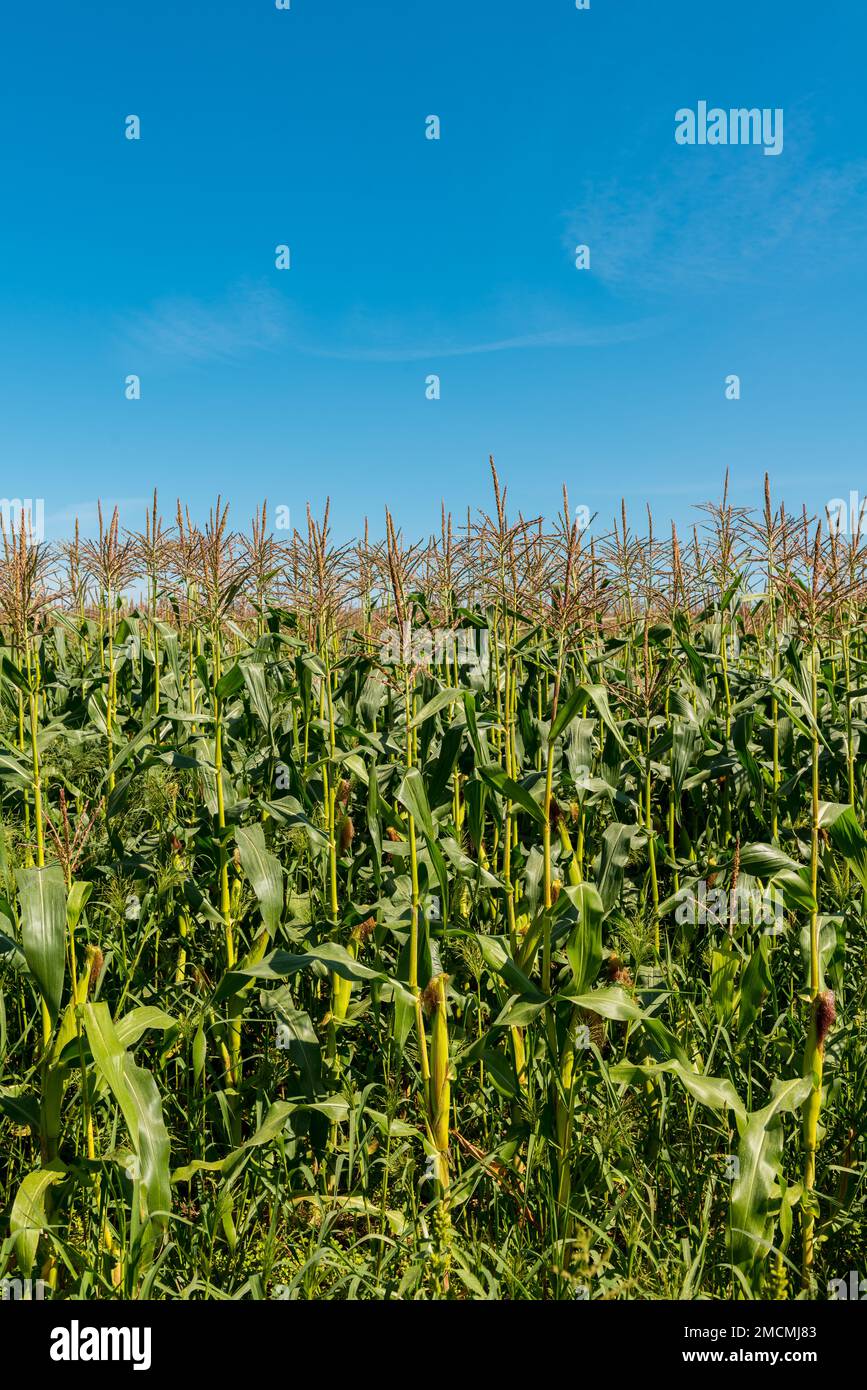 Corn field under blue sky Stock Photo - Alamy
