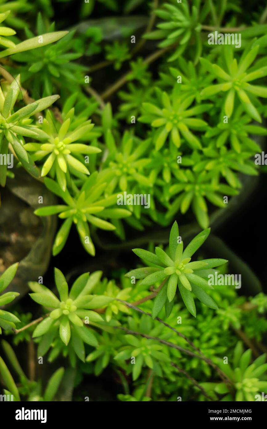 shoots of Sedum album 'Coral Carpet', also known as White Stonecrop, in ...