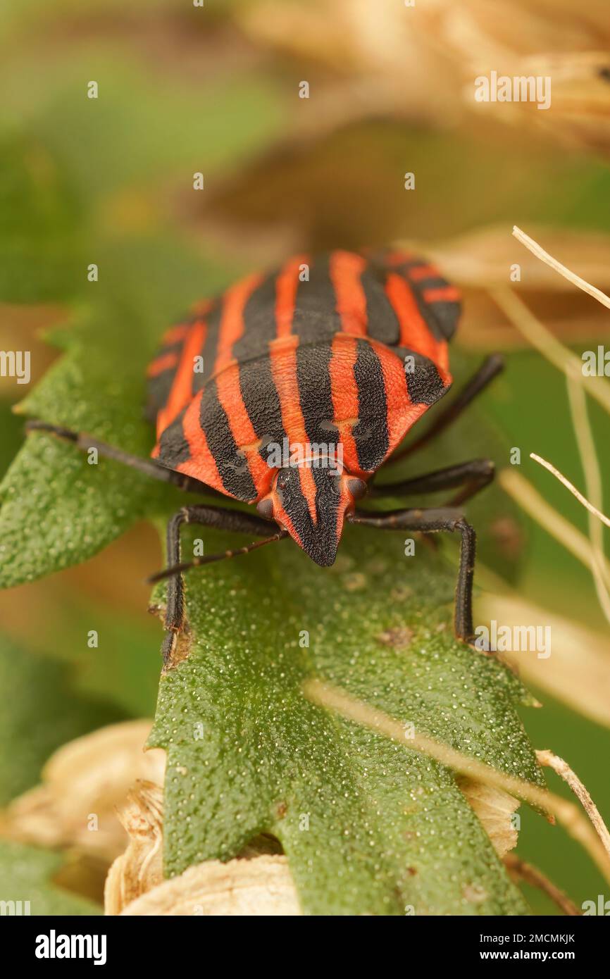 Natural vertical closeup on the colorful red Italian striped bug ...