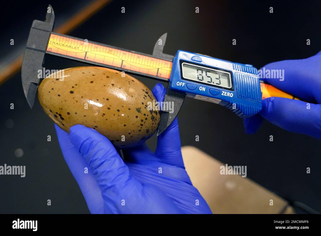 Biologist Tiffany Grade measures a non-viable loon egg collected from ...