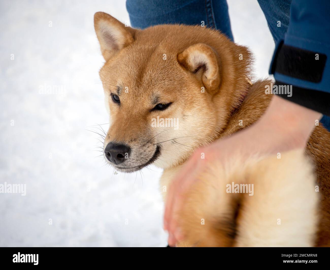Japanese red coat dog is in winter forest. Portrait of beautiful Shiba ...