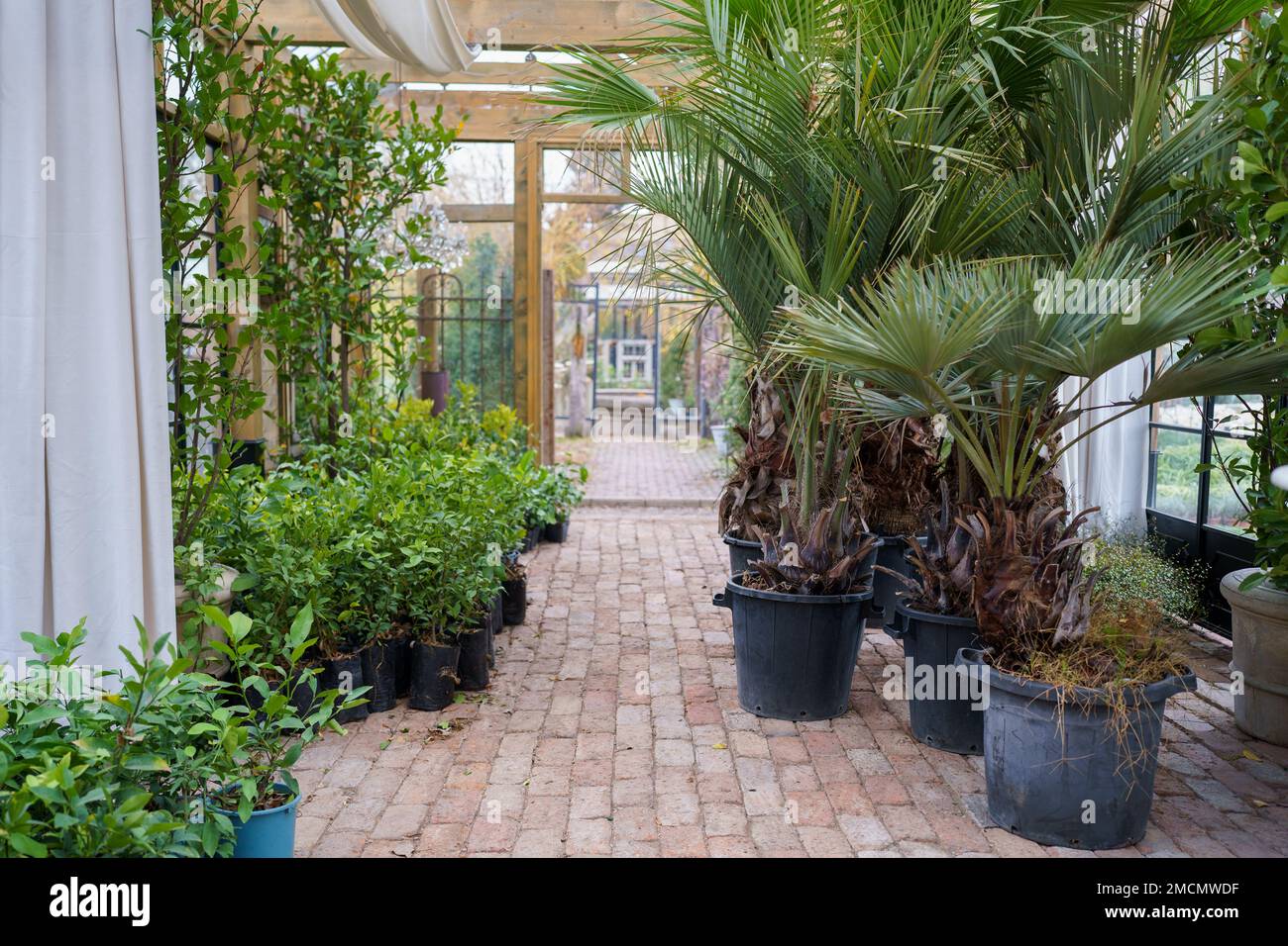 Lush tropical greenhouse full of various exotic plants Stock Photo - Alamy