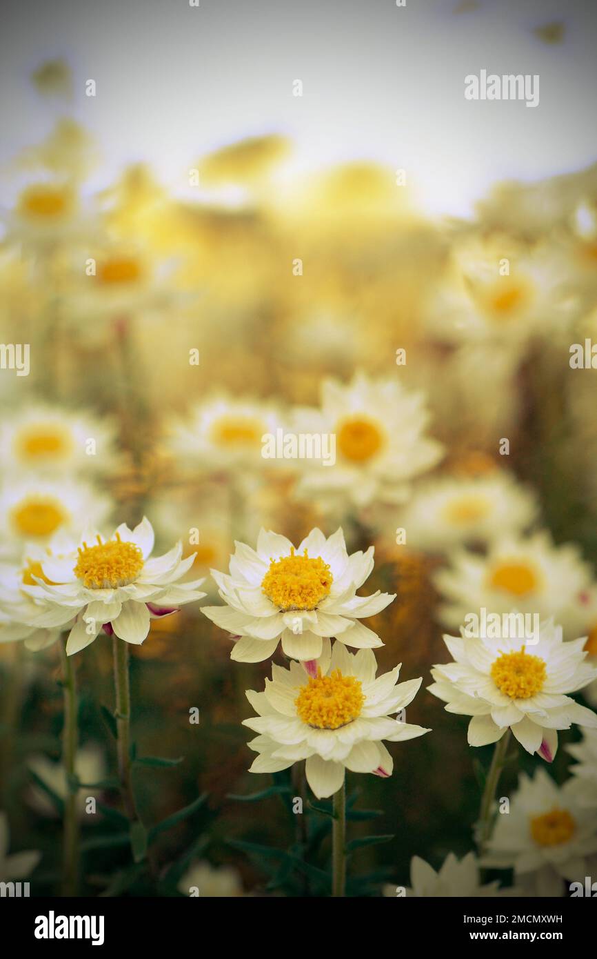 Vintage toned spring summer wildflower meadow nature background ...