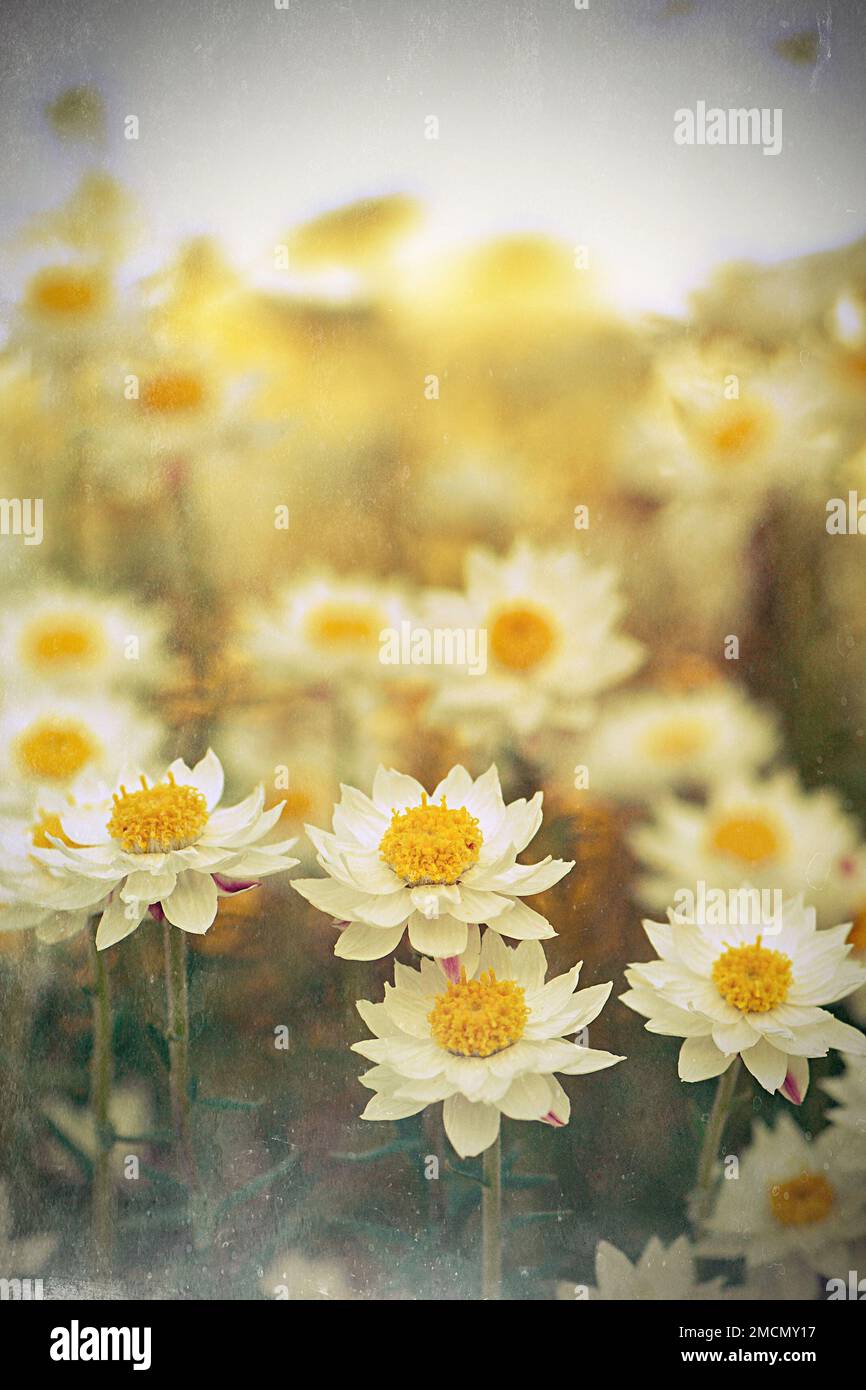 Vintage faded, grunge textured, old film, cinematic style spring summer ...