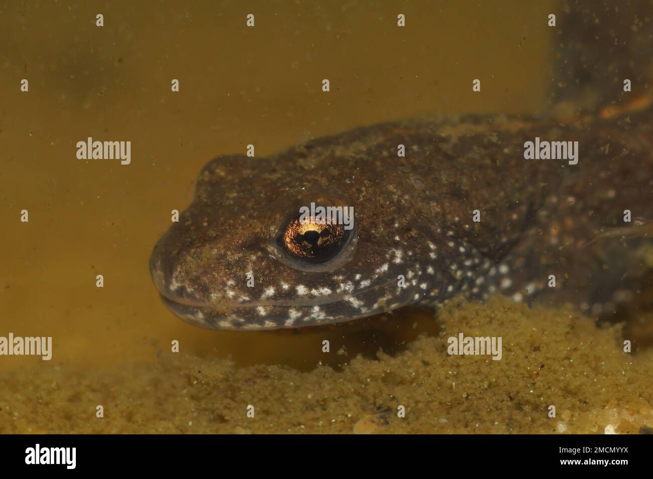 Underwater closeup on the head of a Danube crested newt, Triturus ...