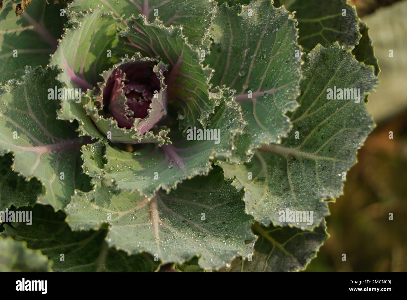 Purple Cabbage Flower closeup in garden Stock Photo - Alamy