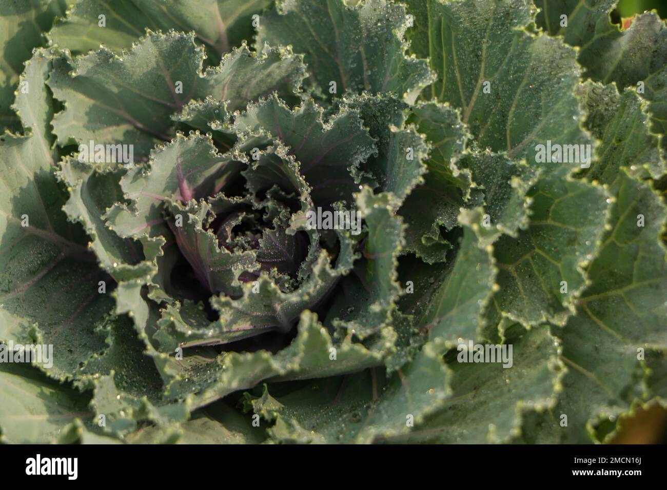Cabbages pot hi-res stock photography and images - Alamy