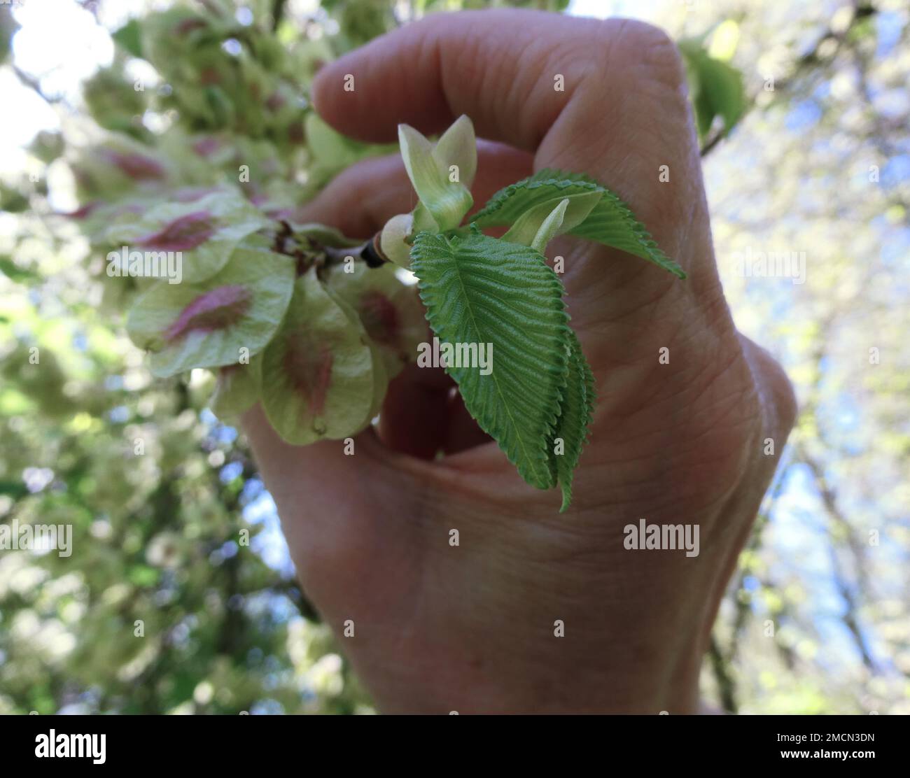 Hand of a woman showing budding leaves of an elm. Behind the leaves are ...