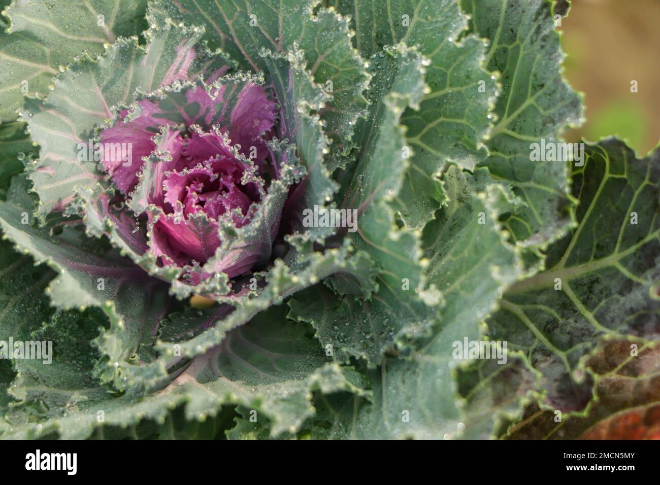 Brassica oleracea, ornamental cabbage with dew drops Stock Photo - Alamy