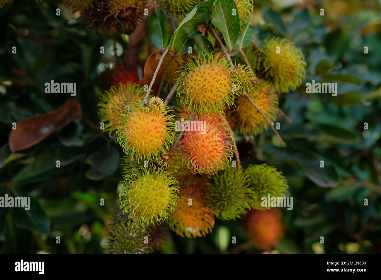 The red rambutan is on the rambutan tree. Rambutan on the tree in the ...