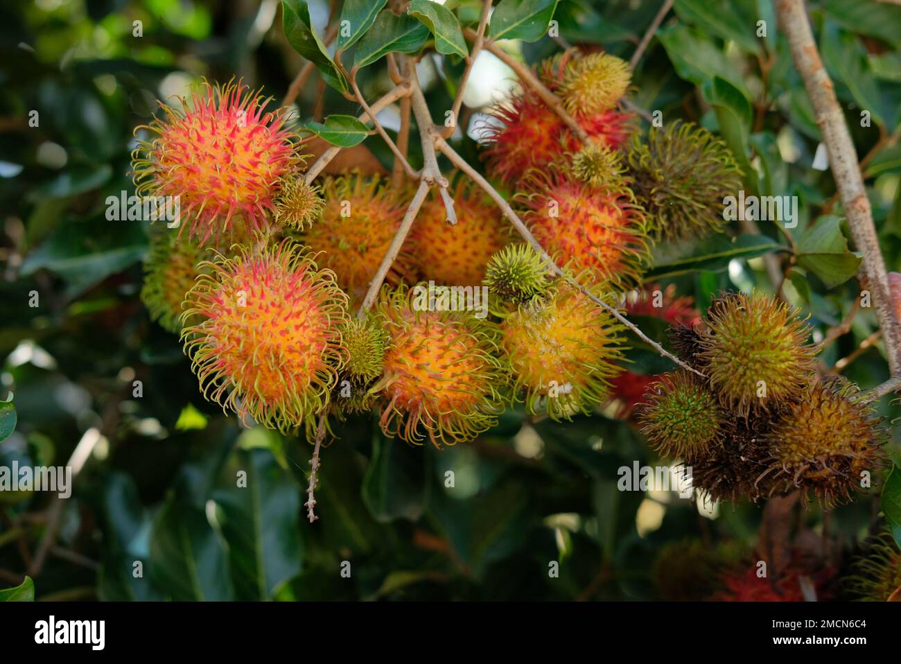 The red rambutan is on the rambutan tree. Rambutan on the tree in the ...