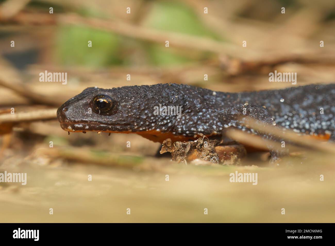 Detailed closeup on a terrestrial blue to black European alpine newt ...