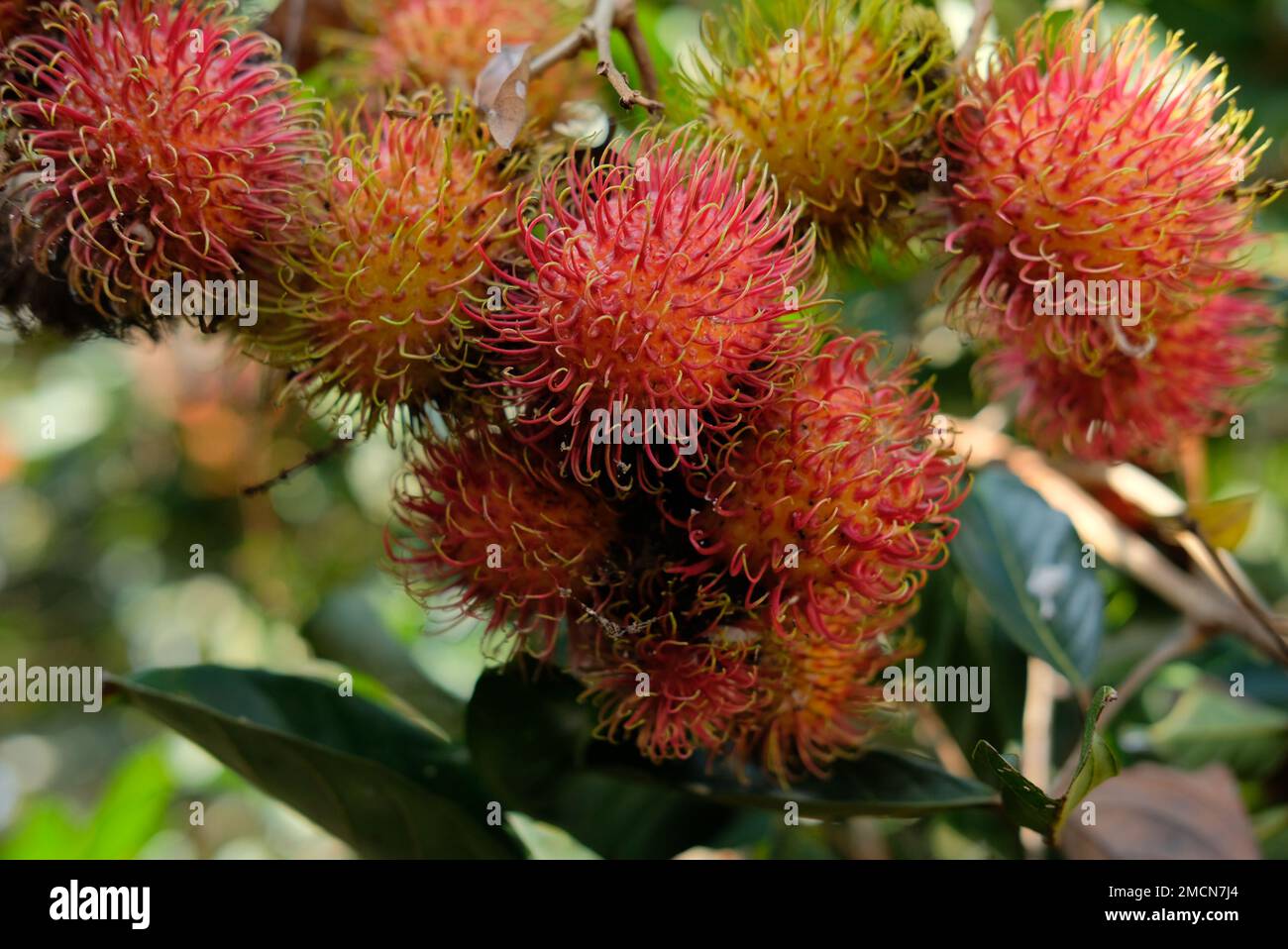 The red rambutan is on the rambutan tree. Rambutan on the tree in the ...