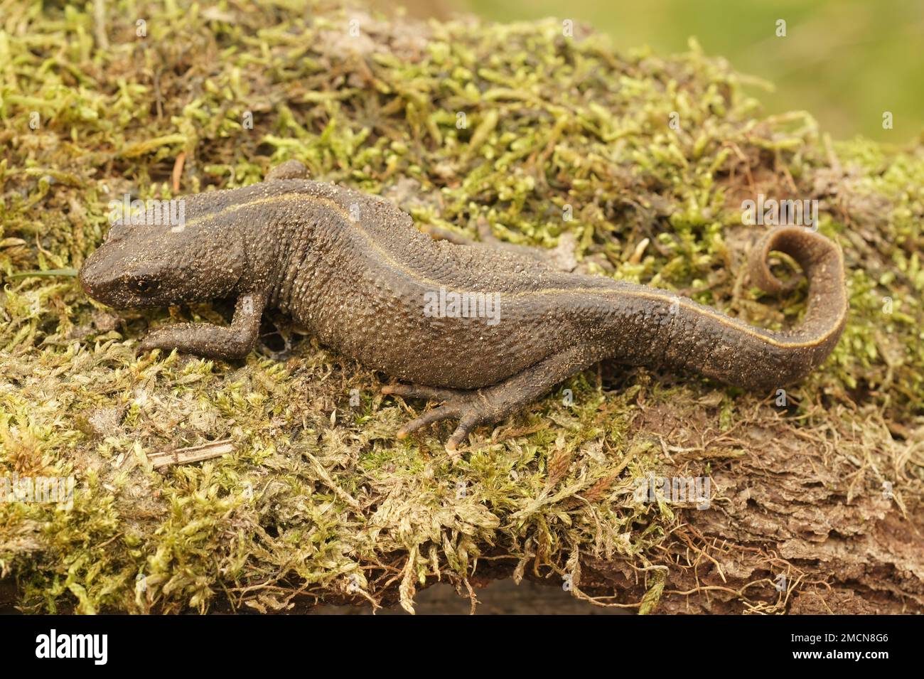 Detailed closeup on a terrestrial gravid female Italian crested newt ...