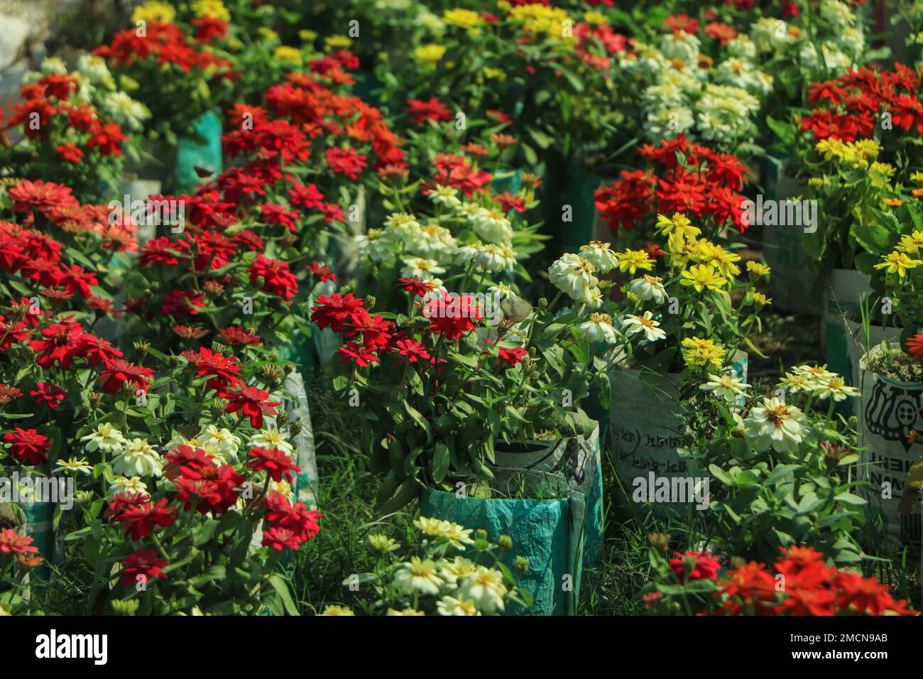 Common Zinnia or Zinnia elegans is one of the most famous flowering ...