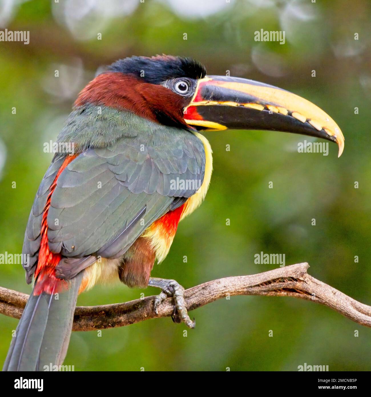 Chestnut-eared Aracari (Pteroglossus castanotis), portrait, Pouso ...