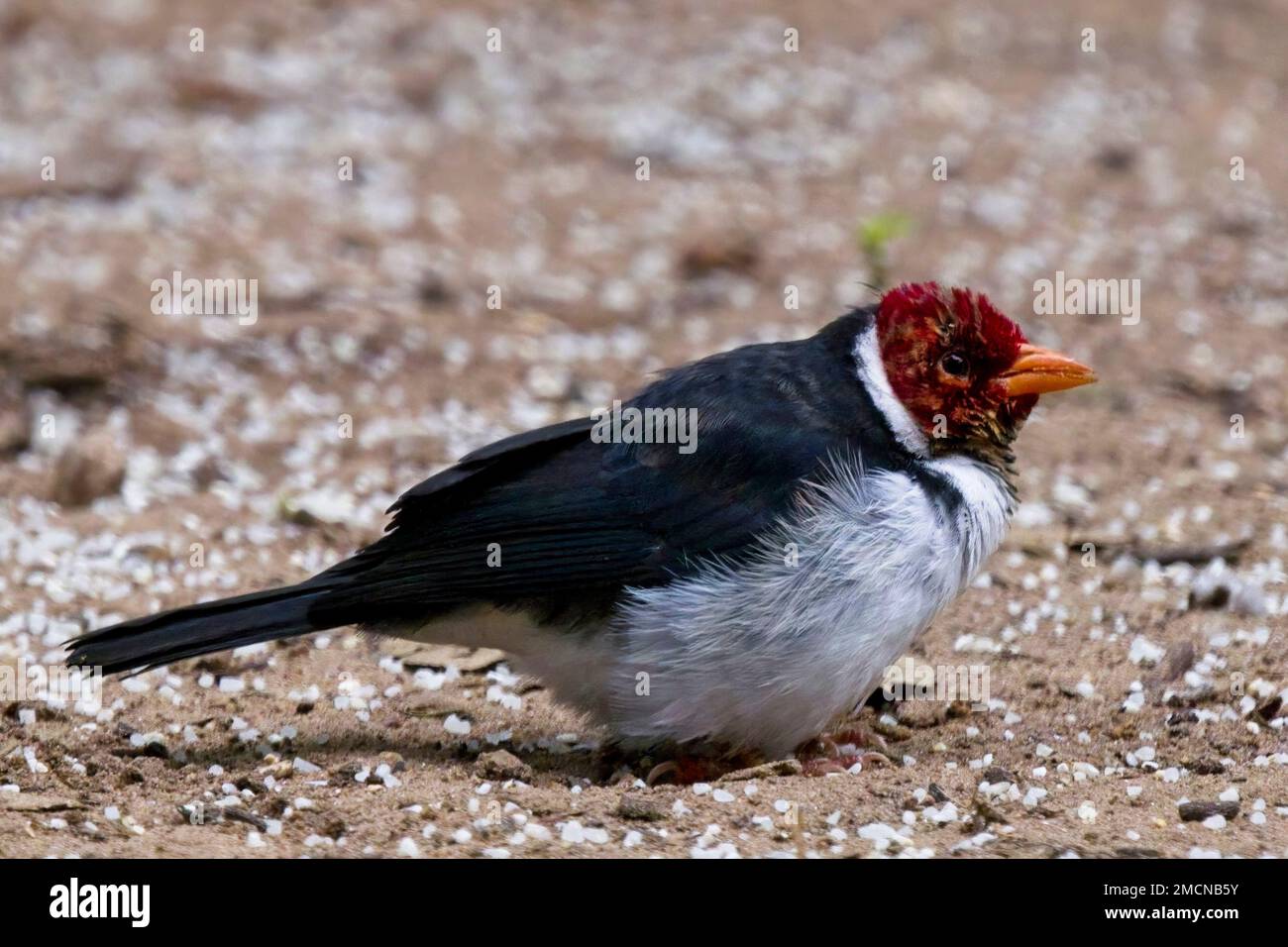 Yellow-billed Cardinal, (Paroaria capitata), on the ground at Pouso ...