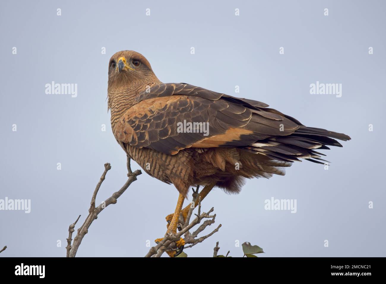 Savanna Hawk (Buteogallus meridionalis), perched, Pantanal, Brazil ...