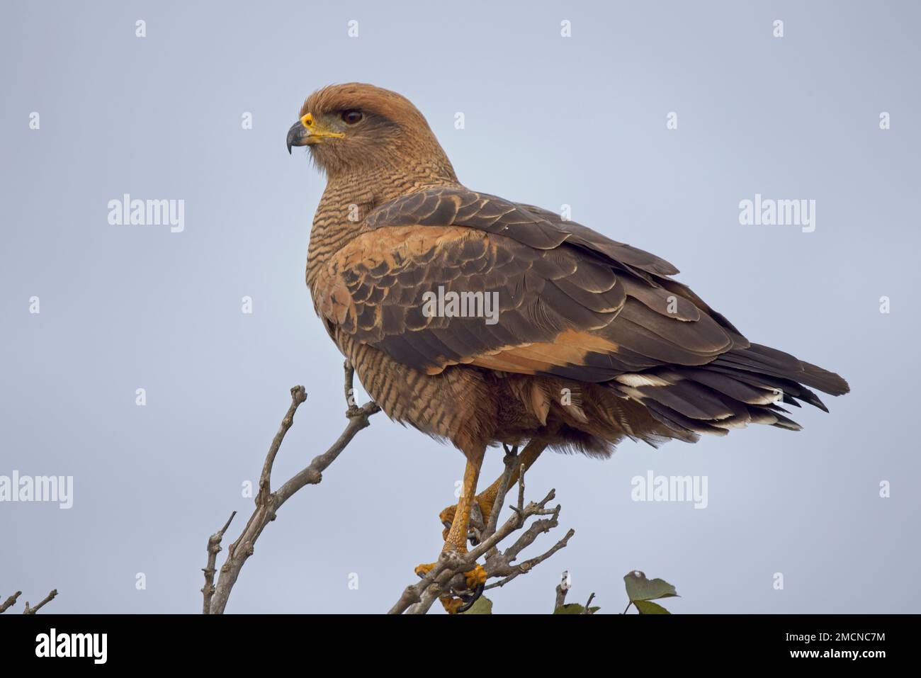 Savanna Hawk (Buteogallus meridionalis) perched in the top of a bush ...