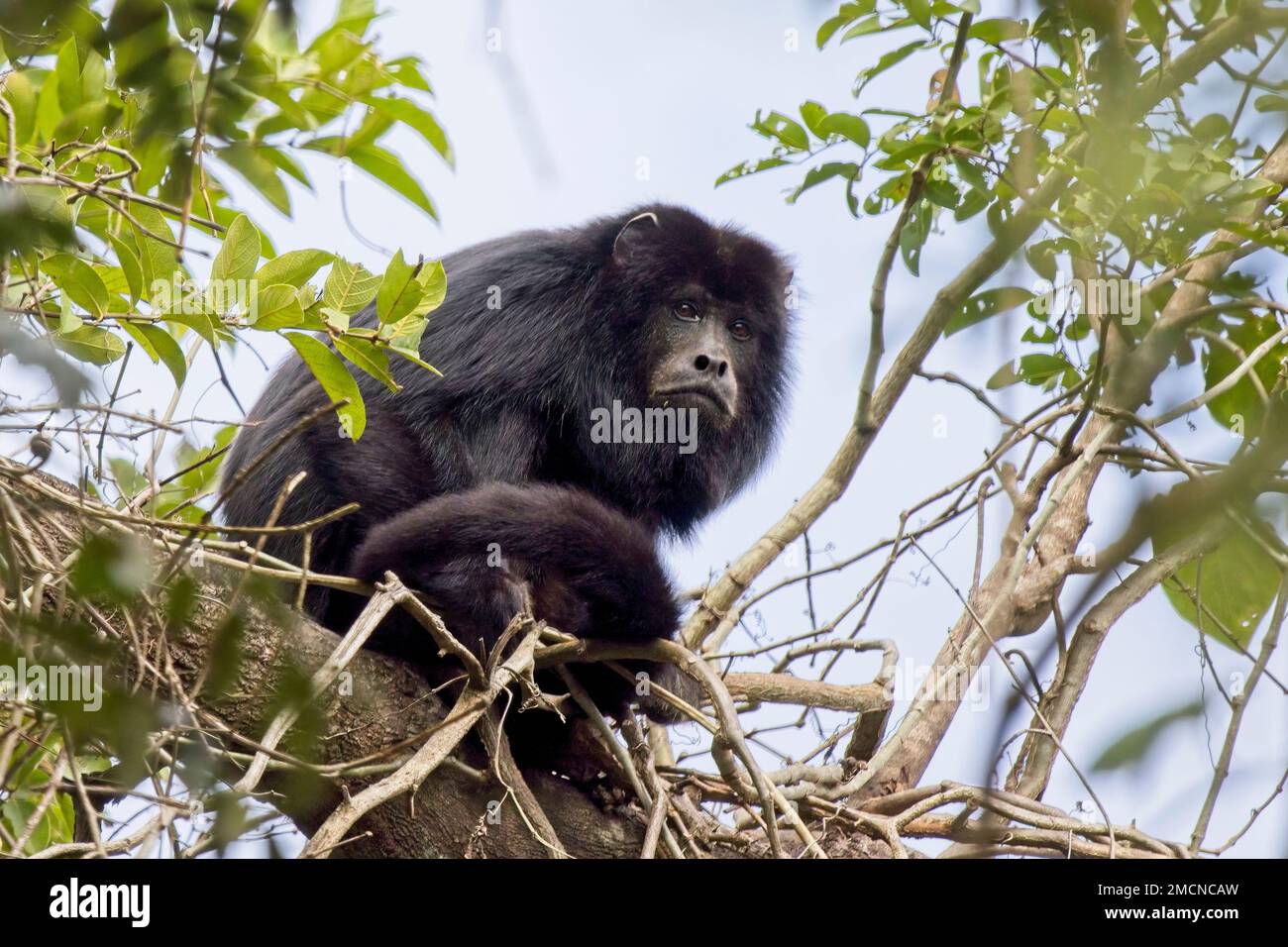 Black Howler monkey, (Alouatta caraya)( or black-and-gold howler) male ...