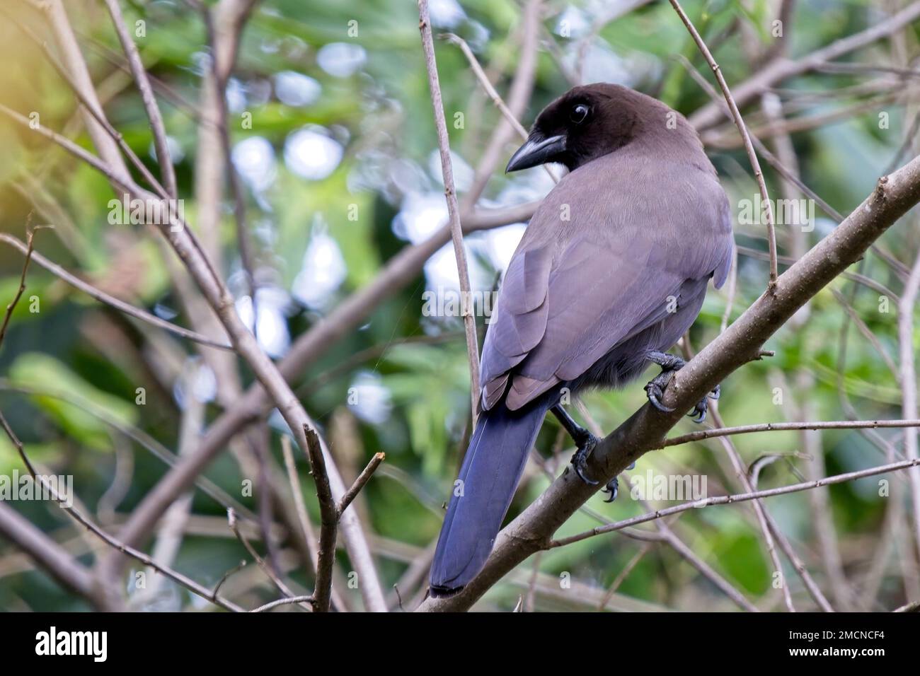 Cyanocorax cyanomelasone hi-res stock photography and images - Alamy