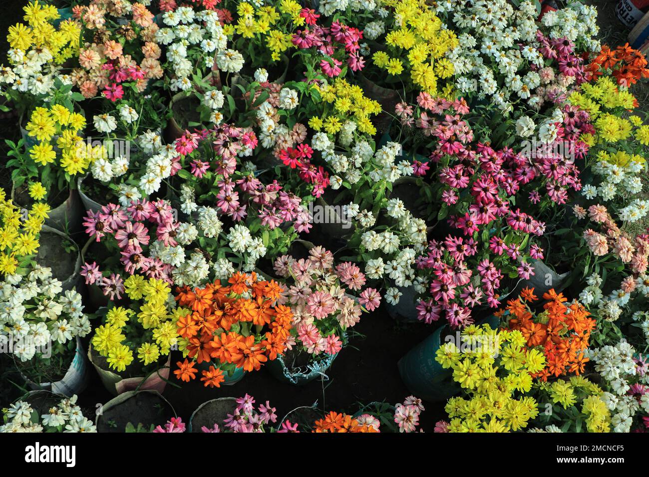Common Zinnia or Zinnia elegans is one of the most famous flowering ...