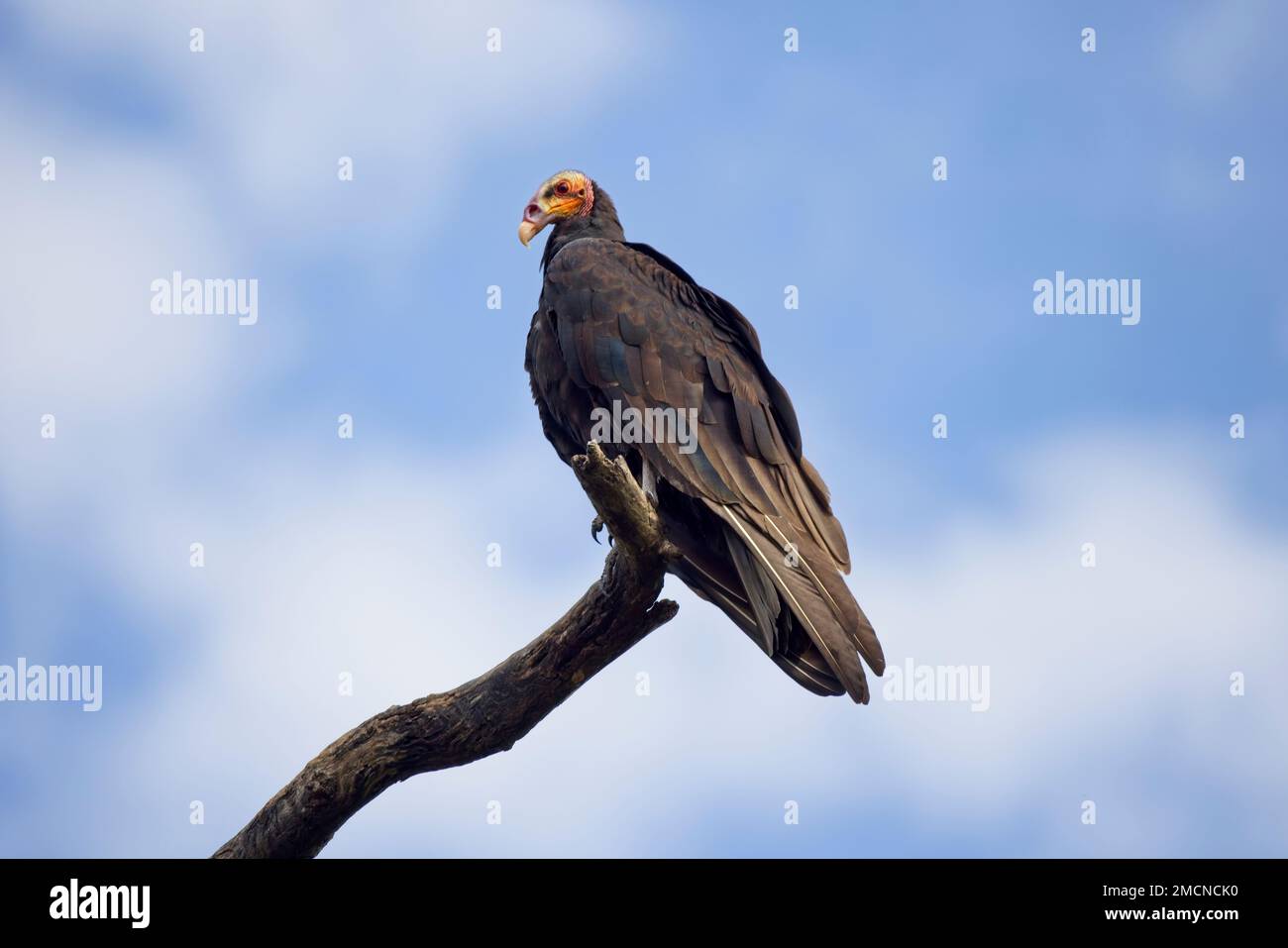 Lesser Yellow-headed Vulture (Cathartes burrovianus), perched in the ...