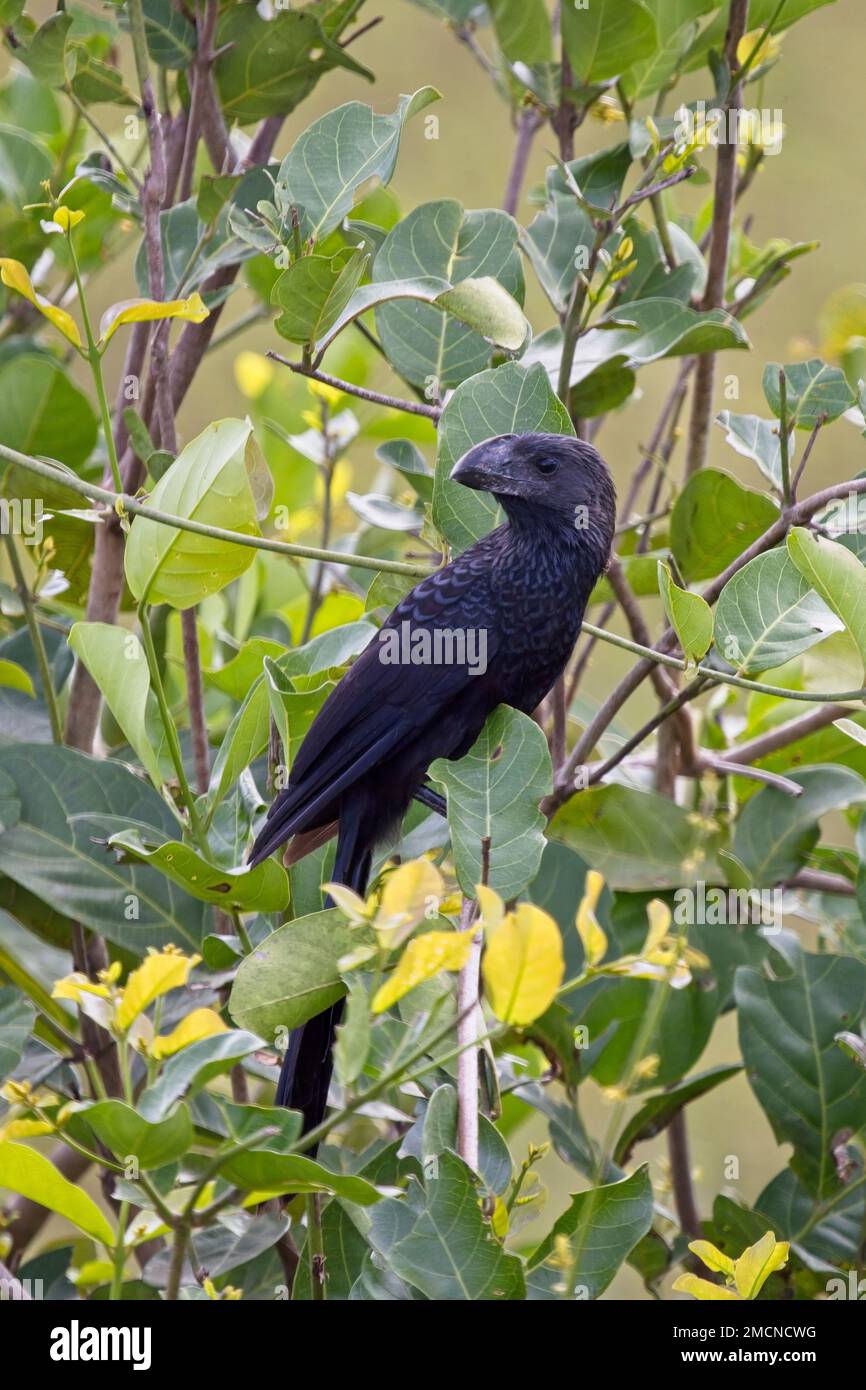 Smooth billed ani bird hi-res stock photography and images - Alamy