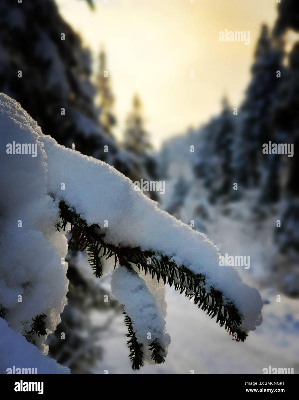 A selective focus of a spruce branch covered with snow in winter Stock ...