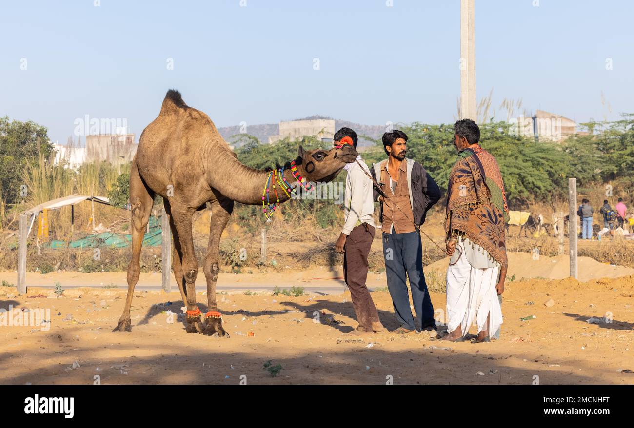 Pushkar Fair, Portrait of an camel trader in ethnic dress inspecting ...