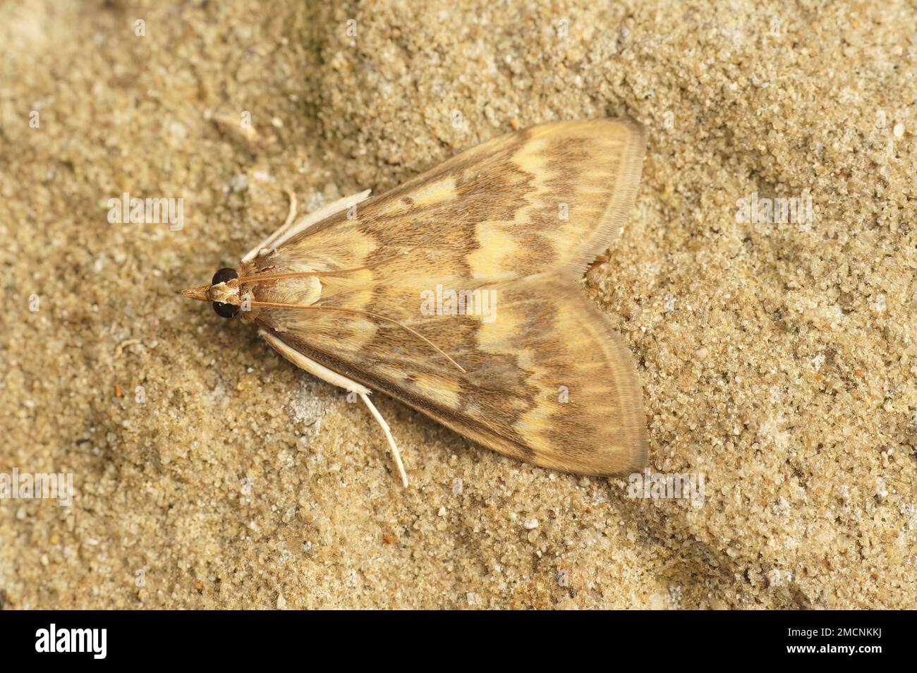 Detailed closeup on a pale brown to yellow colored European corn borer ...