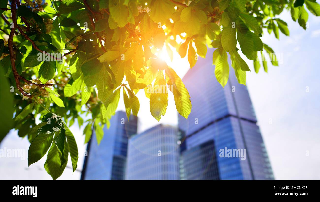 Fresh green trees and office building, business concept. Eco building ...