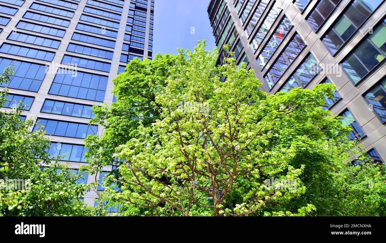 Fresh green trees and office building, business concept. Eco building ...