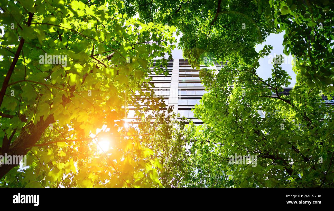 Fresh green trees and office building, business concept. Eco building ...