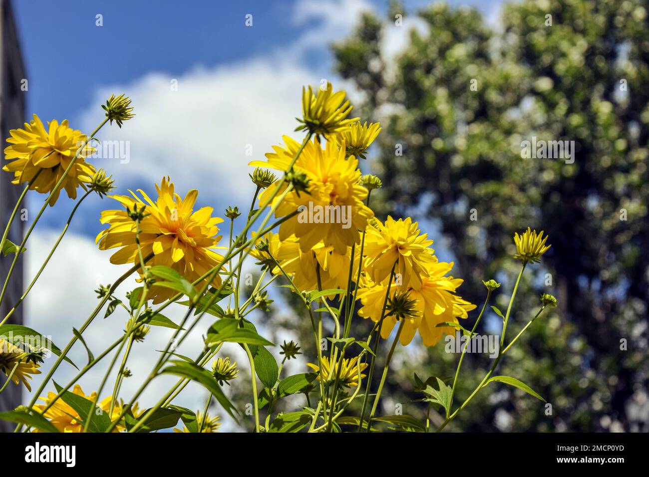 Yellow flowers rudbeckia laciniata Golden ball. Concept of agriculture ...