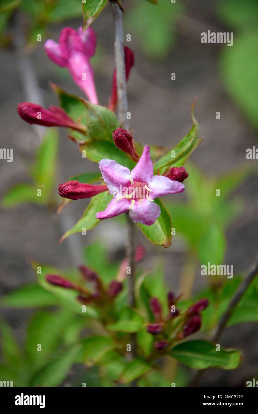 Spring flowering of Weigela shrub in garden. Pink flowers of small ...