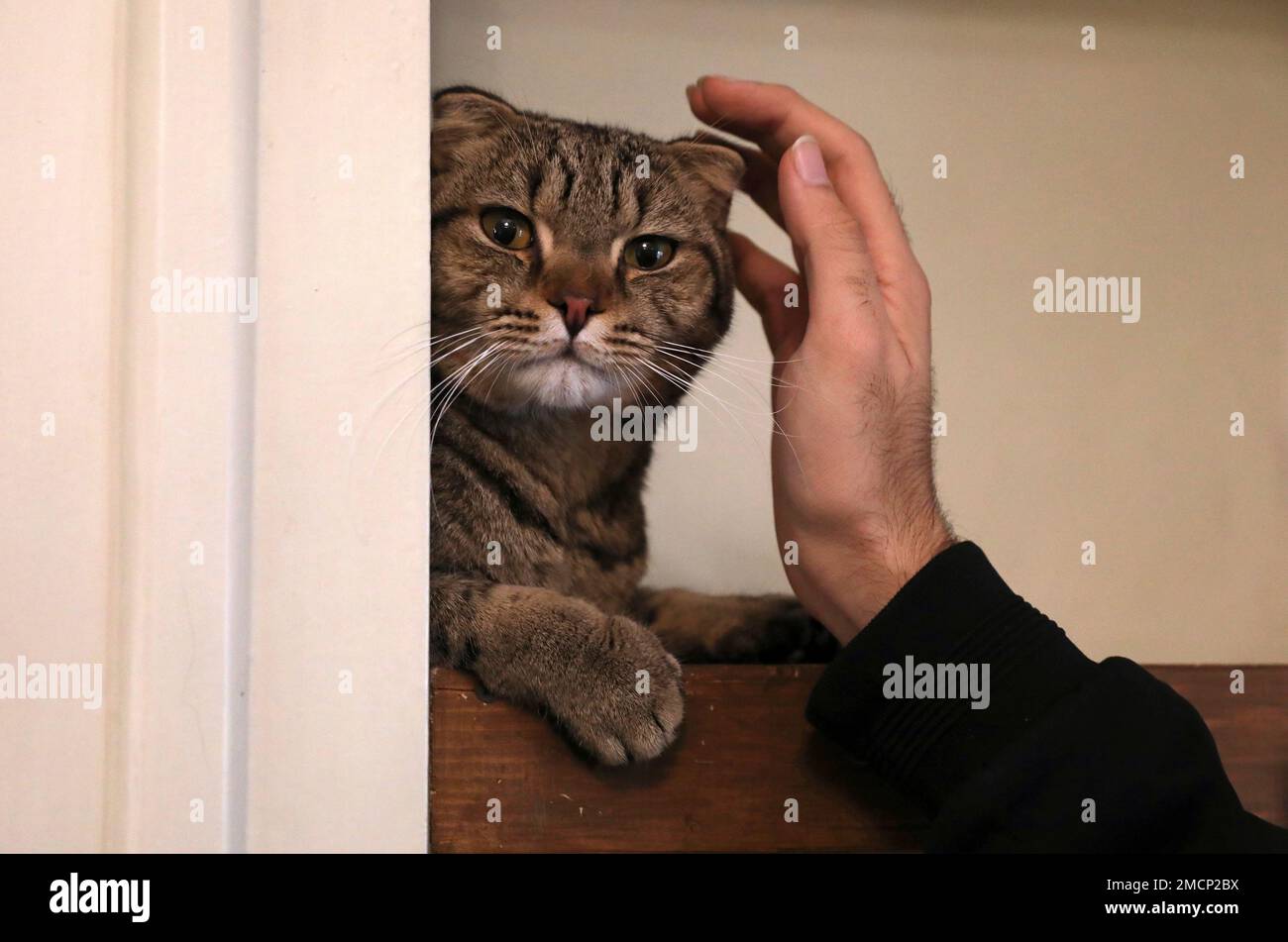A visitor pets a cat at the Persian Cat Museum in Tehran, Iran, Sunday ...