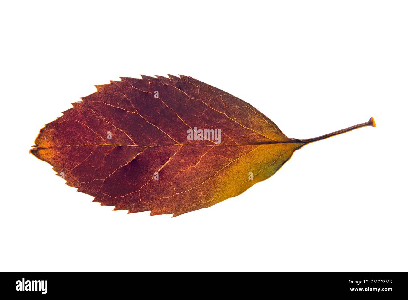 single red leaf on a white background Stock Photo - Alamy