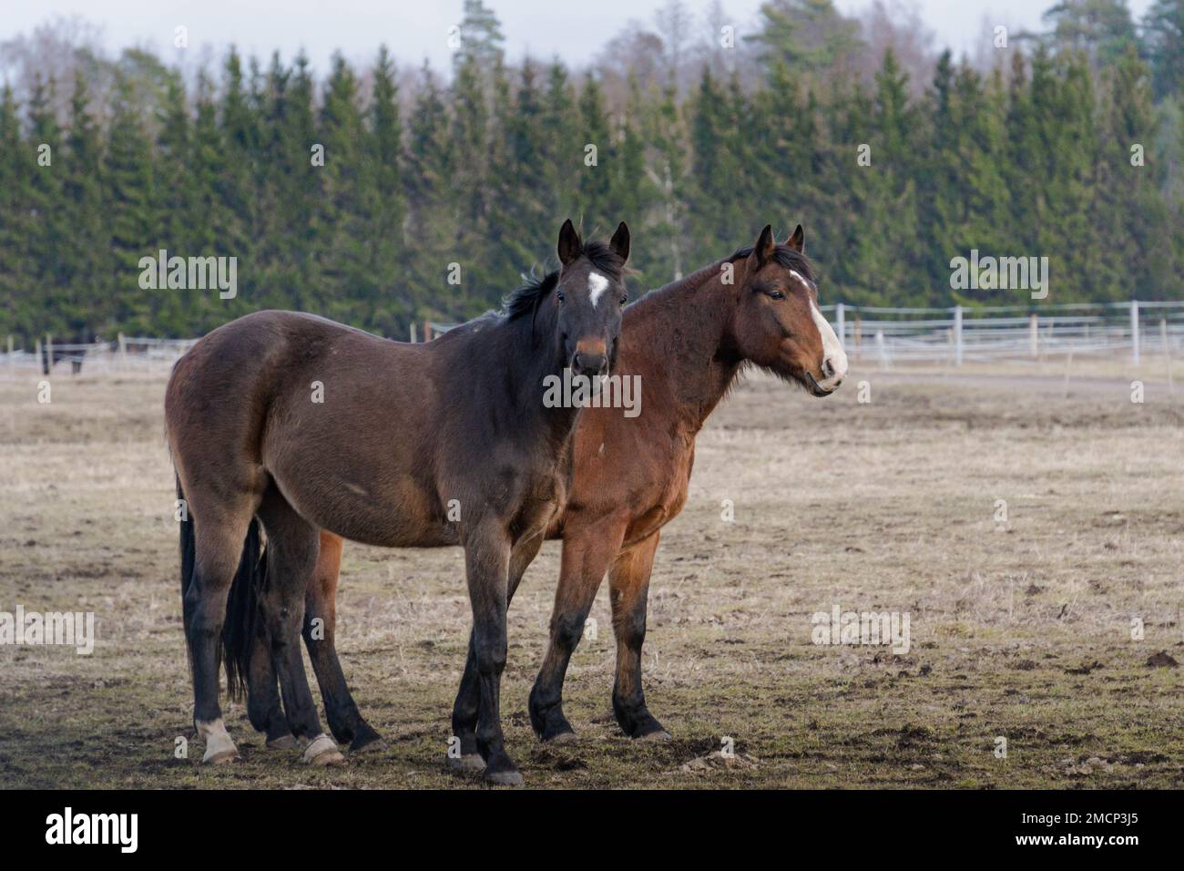 Portrait of two horses Stock Photo - Alamy
