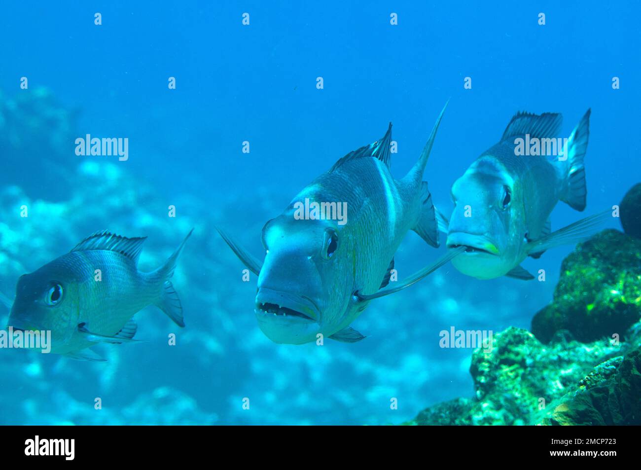 School of humpnose big-eye bream (Monotaxis grandoculis) swim over ...