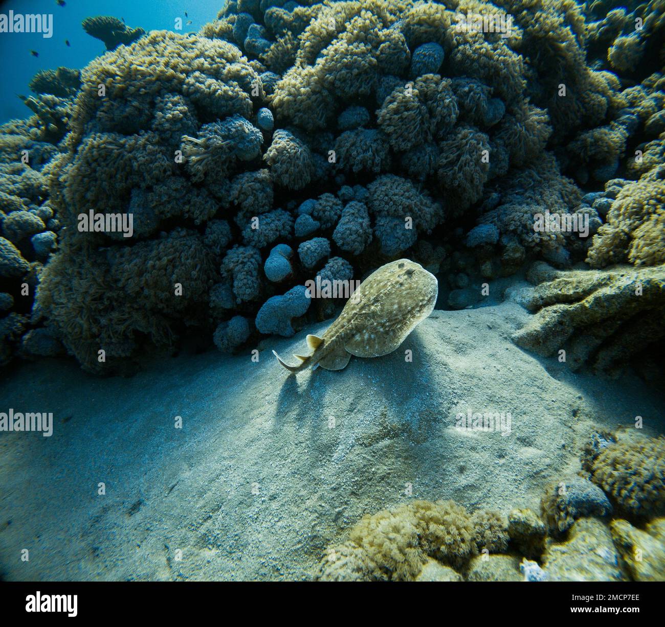 Torpedo Ray resting on sand bed in the Red Sea, Egypt Stock Photo - Alamy