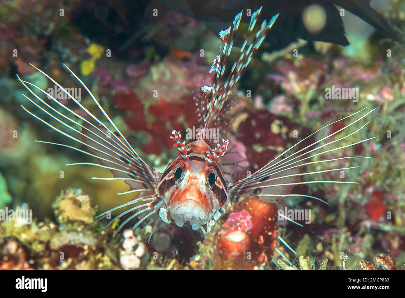 Red lionfish, Pterois Volitans swims over coral reef of Bali Stock ...