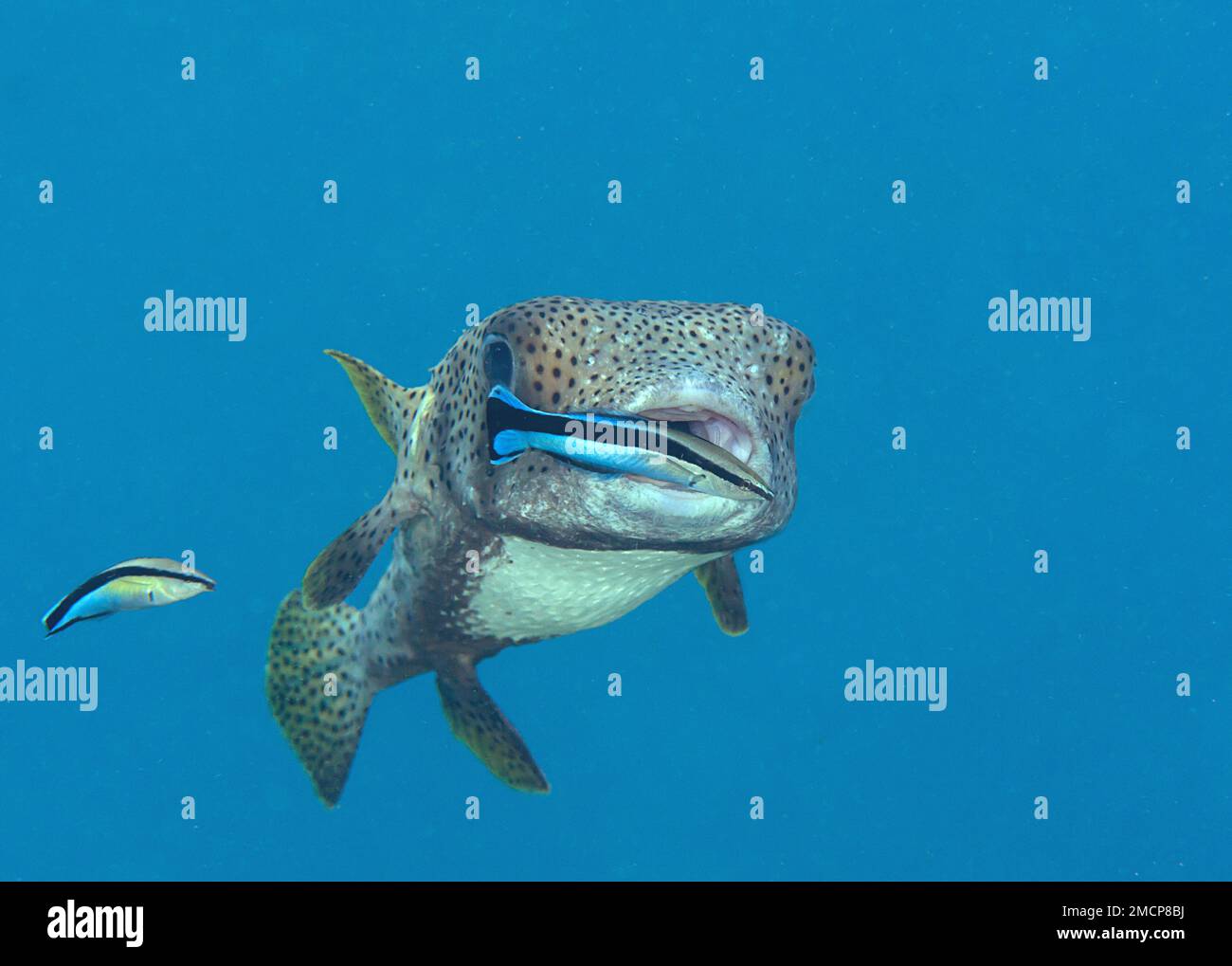 Porcupine-fish with cleaner wrasse at cleaning station. Closeup of a ...