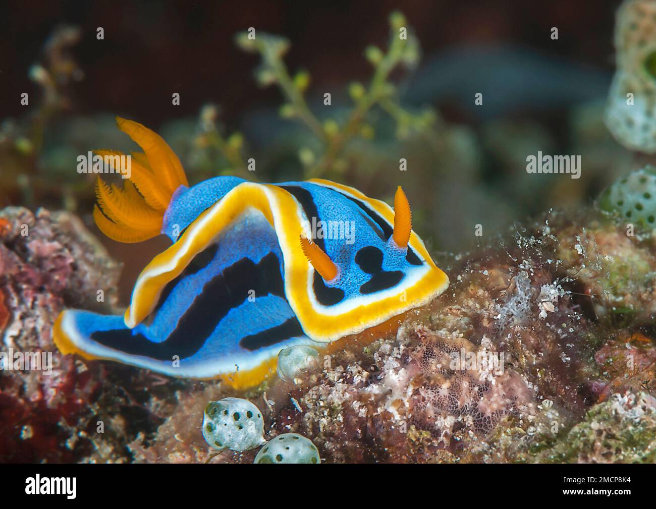 Colorful nudibranch on coral Closeup of a nudibranch, a colorful ...