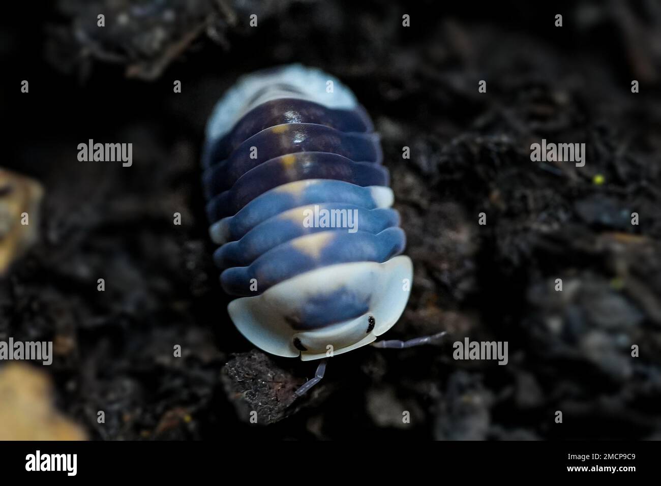 Cubaris sp hi-res stock photography and images - Alamy