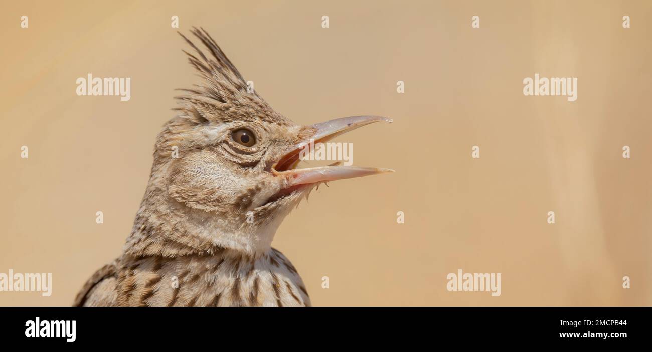 A beautiful view of Crested lark on the rocks with blurred background ...