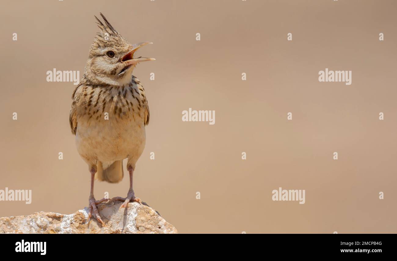 A beautiful view of Crested lark on the rocks with blurred background ...